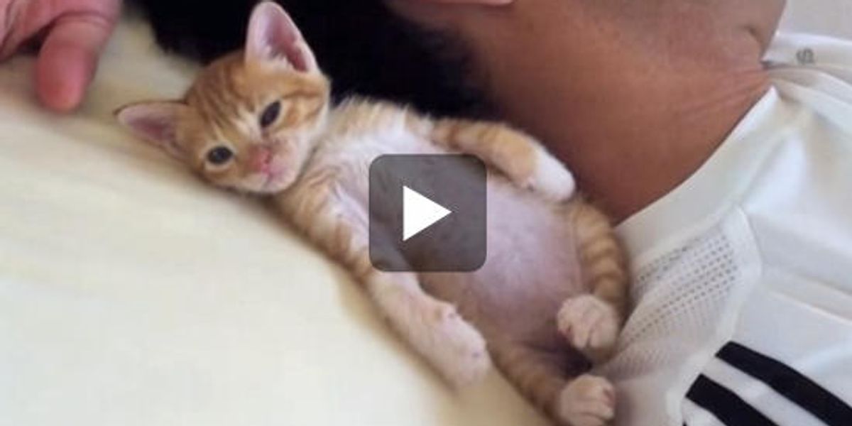 Kitten Naps With Papa - Love Meow