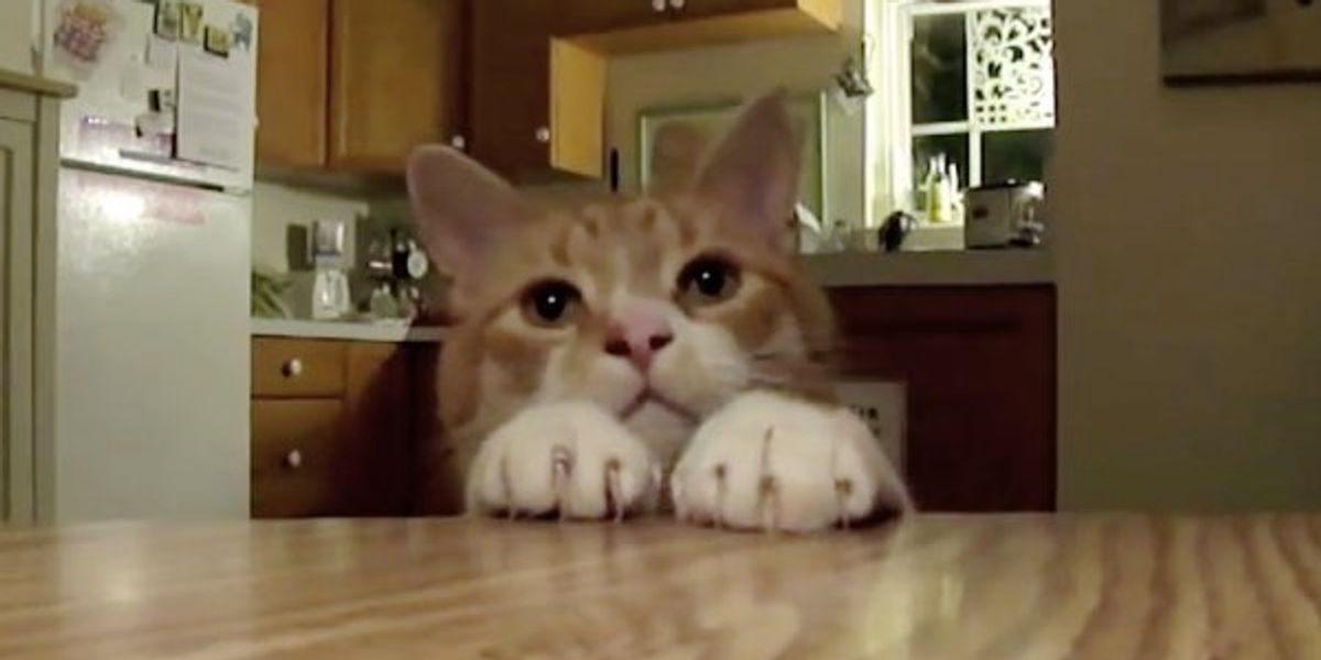 This Cat Keeps All the Treats off the Table! Look at Those Ninja Paws ...