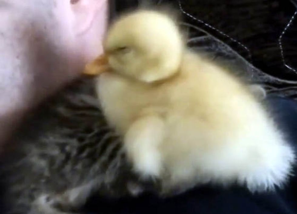 Cute Kitten And Duckling Sleeping Together - Love Meow