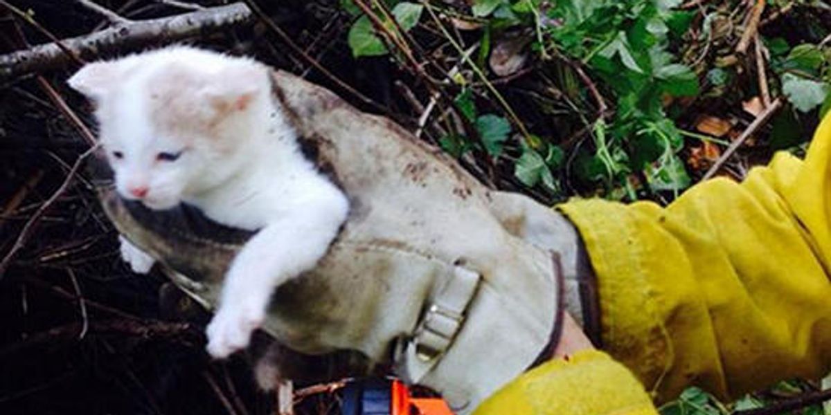 Firefighter Adopts Kitten He Rescued From Yard Debris Pile - Love Meow Firefighter Adopts Kitten He Rescued From Yard Debris Pile - Love Meow