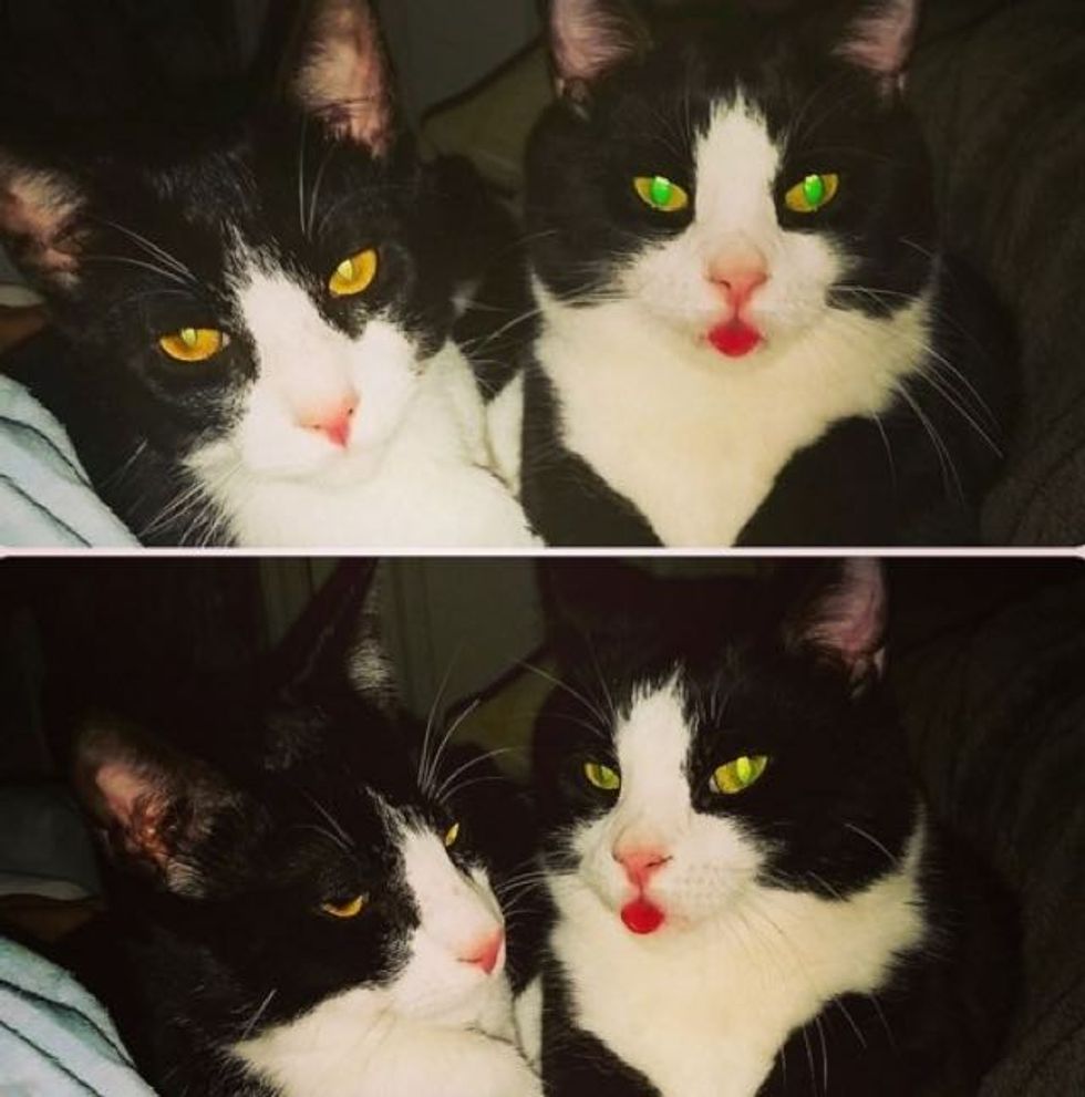 Adopted Cat Finds His Mini Me - Love Meow