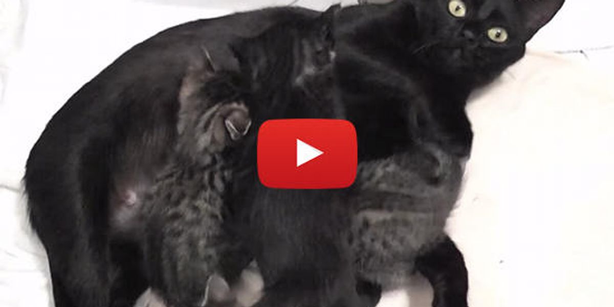 Kitty Cate Talks To Her Kittens - Love Meow