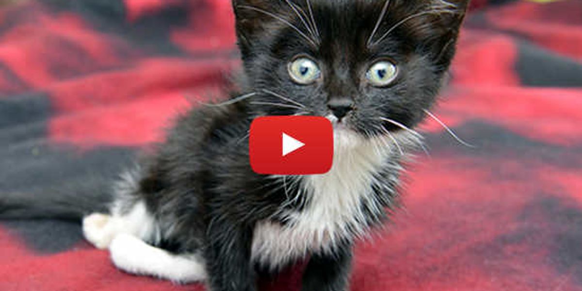 Murcy The Cat Is Quite Special - Love Meow