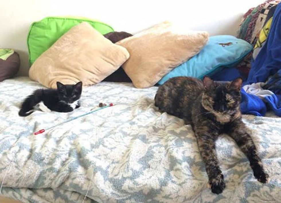 Murcy The Cat Is Quite Special - Love Meow