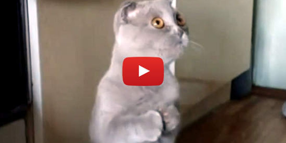 Begging Cats - Love Meow
