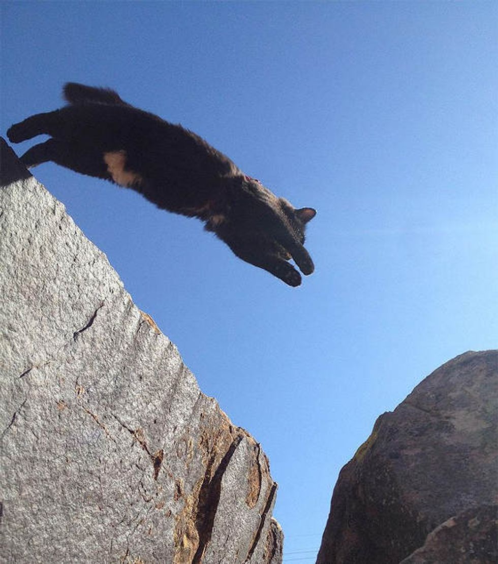 Adopted Cat Becomes Man's Best Climbing Partner - Love Meow