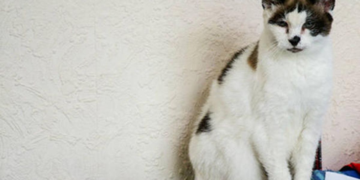 My 20 year old cat. We are the same age, I have known her all my life ...