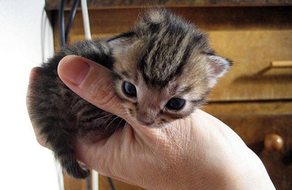 Tiny Squeaky Baby Trying to Meow - Love Meow