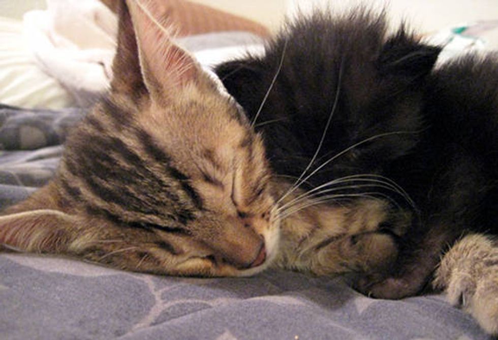 Tiny Squeaky Baby Trying to Meow - Love Meow