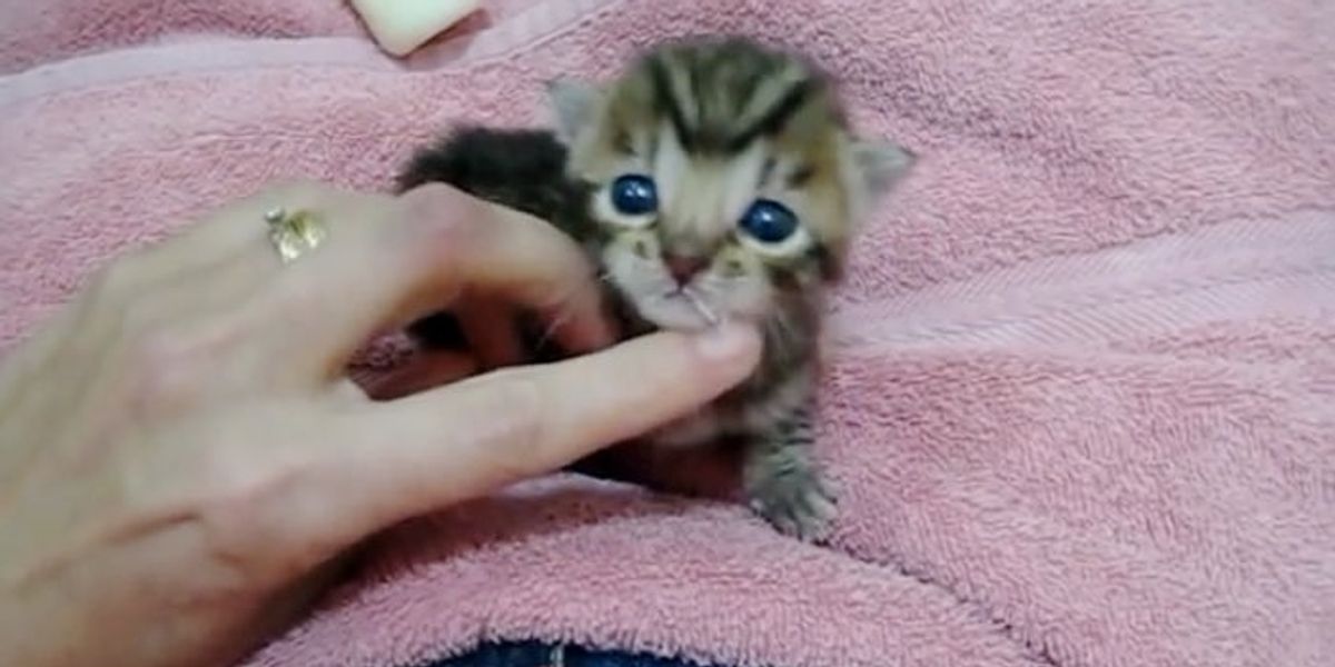Tiny Squeaky Baby Trying to Meow - Love Meow