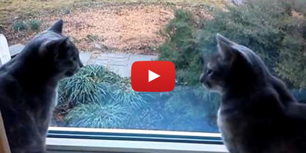 Two Cats Having A Conversation - Love Meow