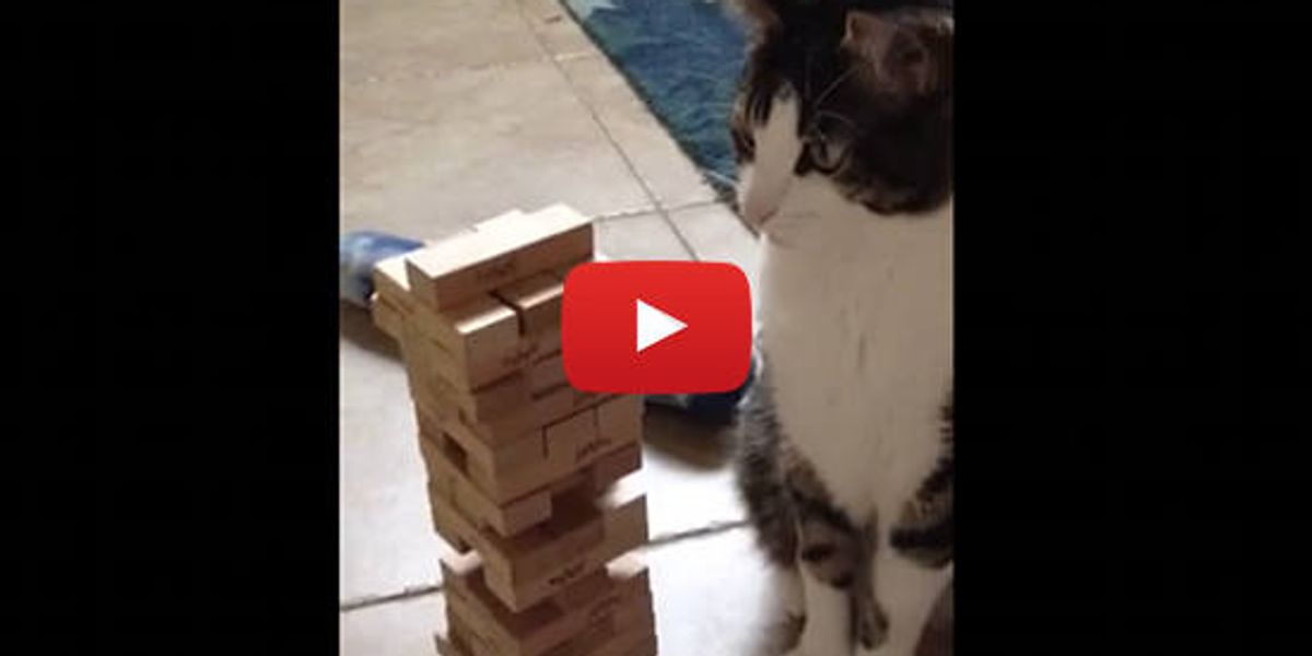 Jenga Cat - Love Meow