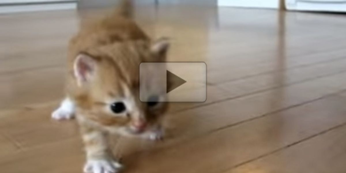 Kitten Practices Walking - Love Meow