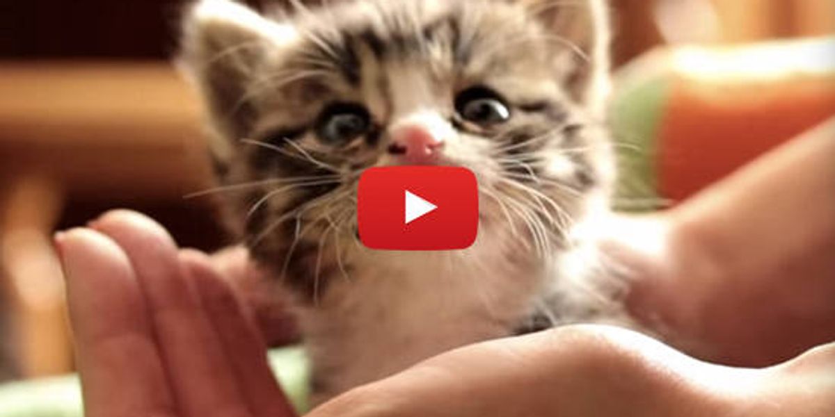 Cat Goes Meow Meow Meow - Love Meow