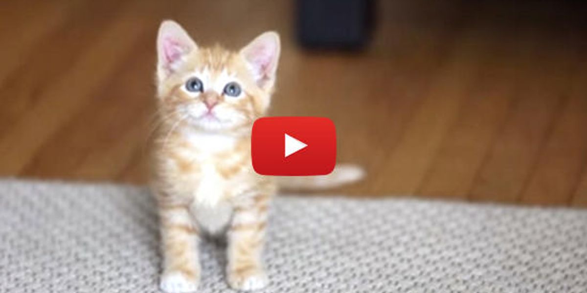 Dear Kitten - Love Meow