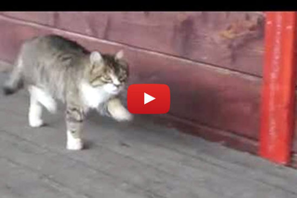 Cat Trots Like A Horse - Love Meow