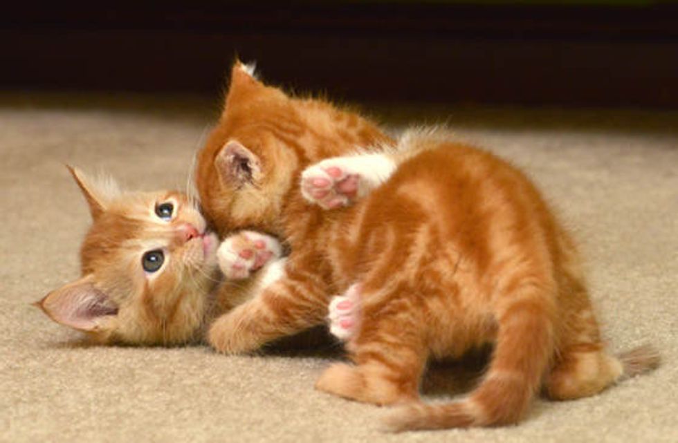 Ginger Family Gets A Second Chance At Life - Love Meow