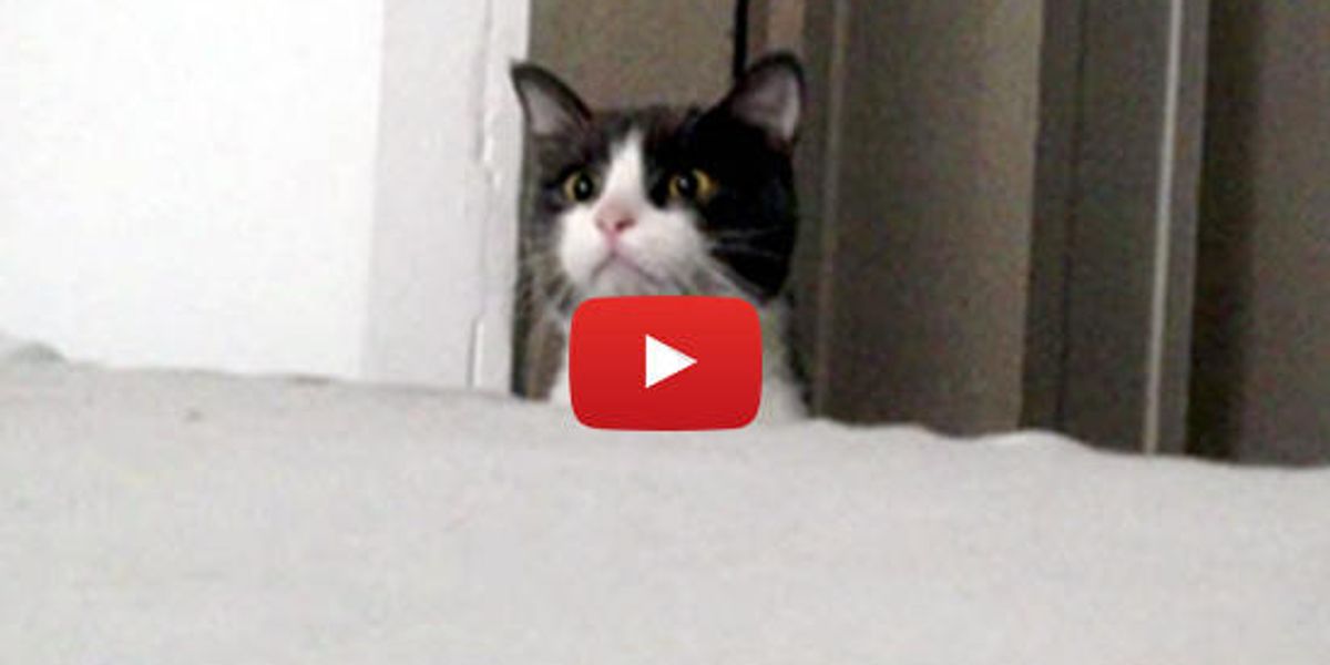 Peekaboo Kitty Love Meow