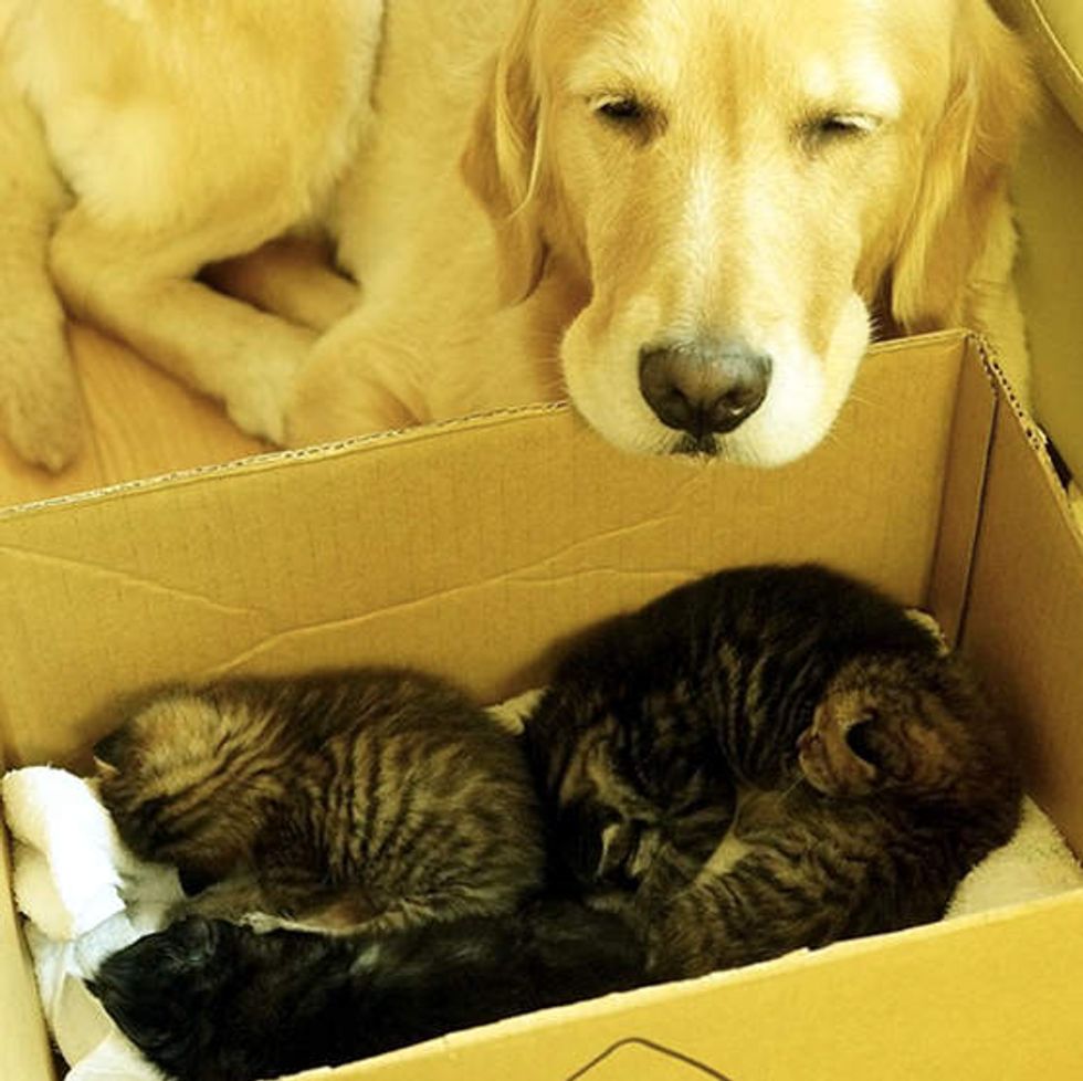 Dog Becomes Father To Rescue Kittens - Love Meow