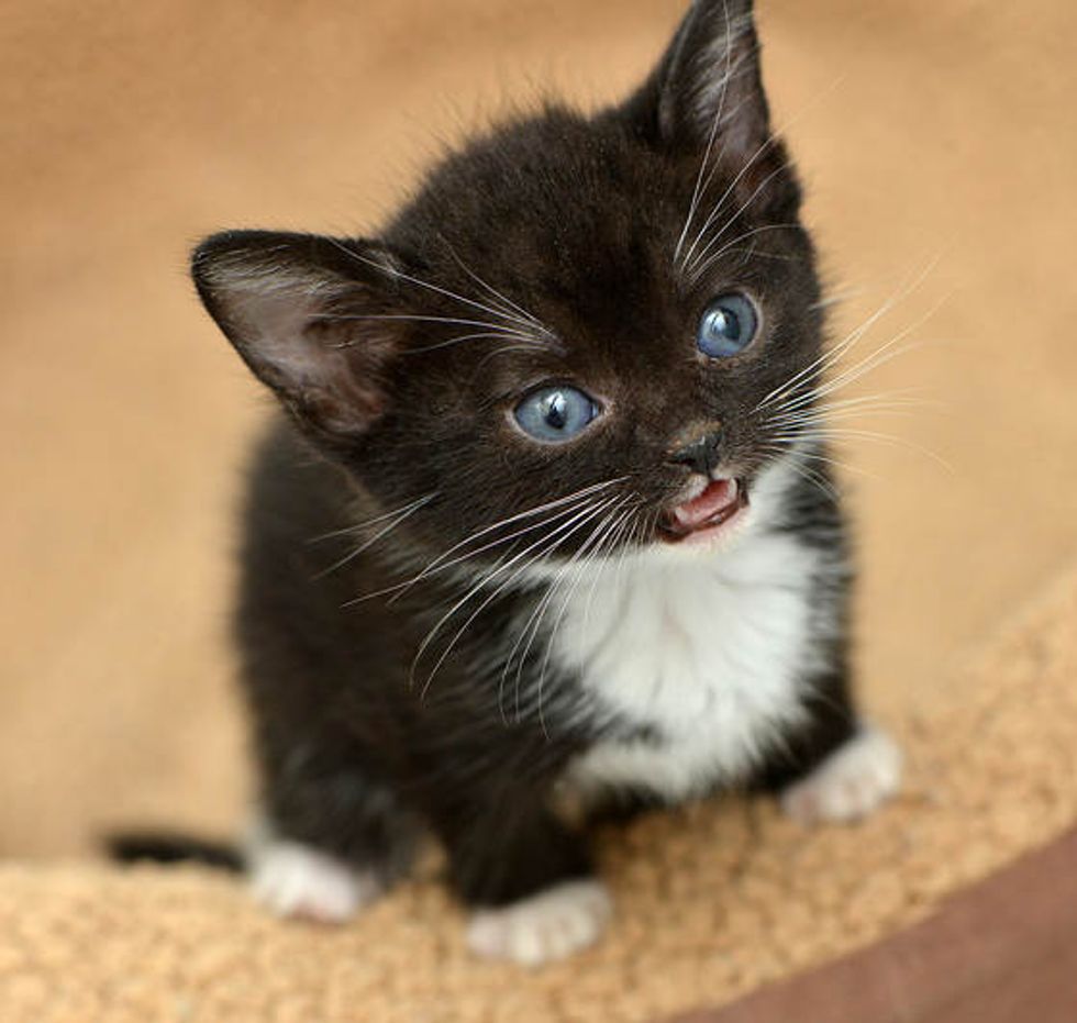 Tiny Kitty Maggie - Love Meow