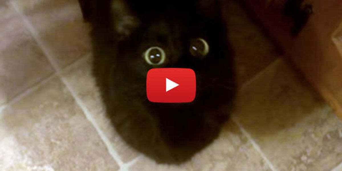 Nanu The Meeping Cat - Love Meow