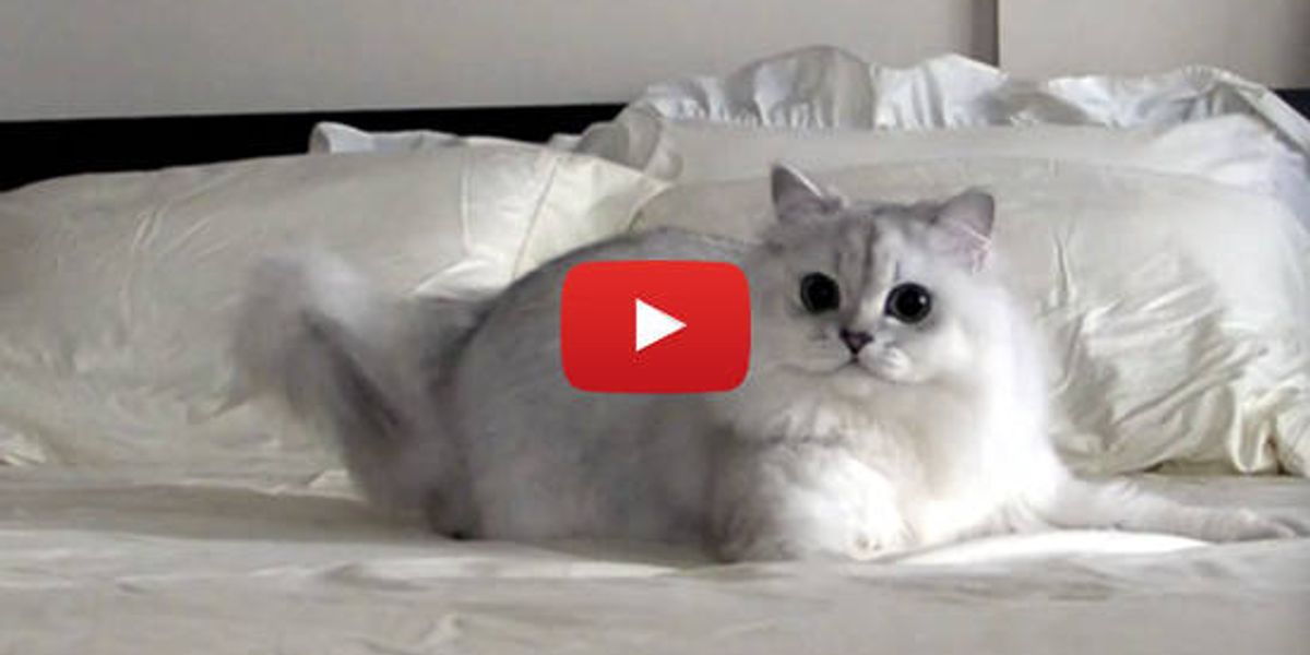 Fluffy Kitty Shadow Hunting - Love Meow