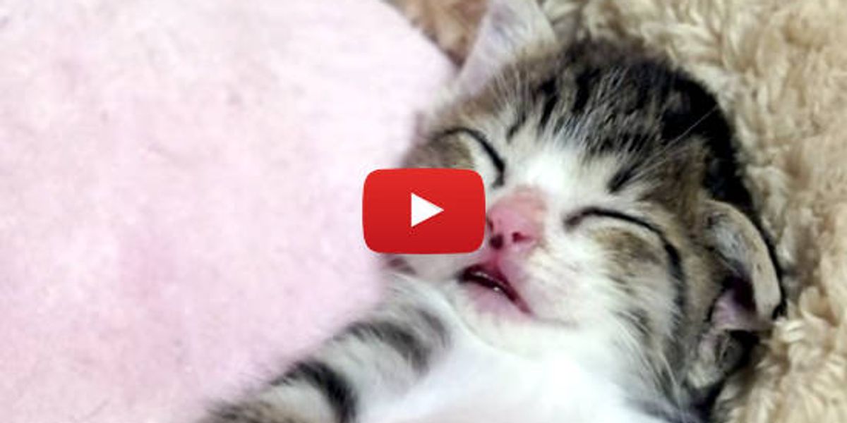 Kitten Waking Up - Love Meow