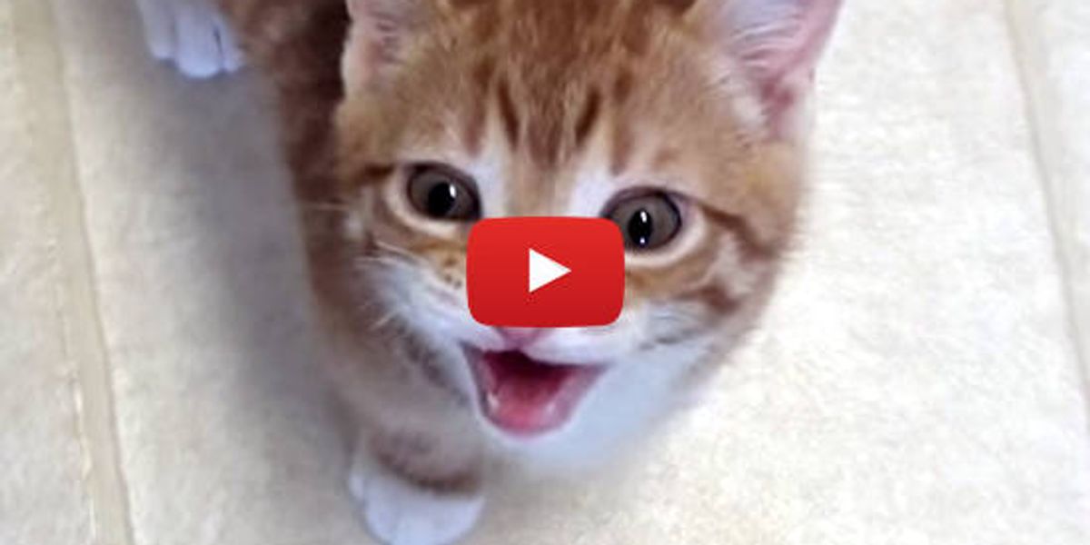 Cats with Sound Effects! - Love Meow