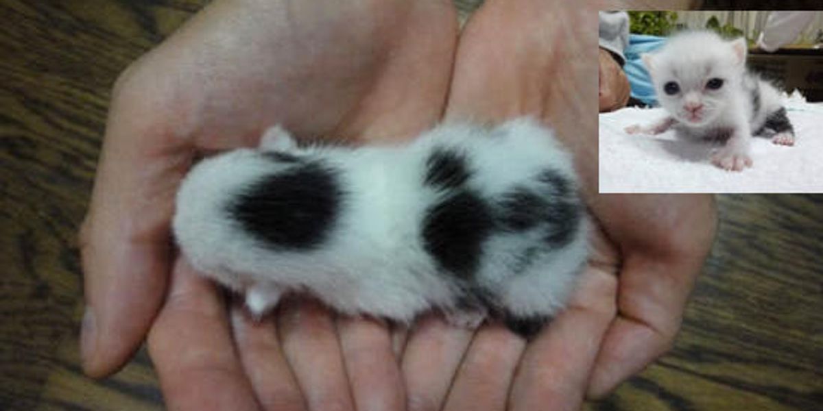 Little Cow Kitty's Rescue Journey from Baby to Cat - Love Meow