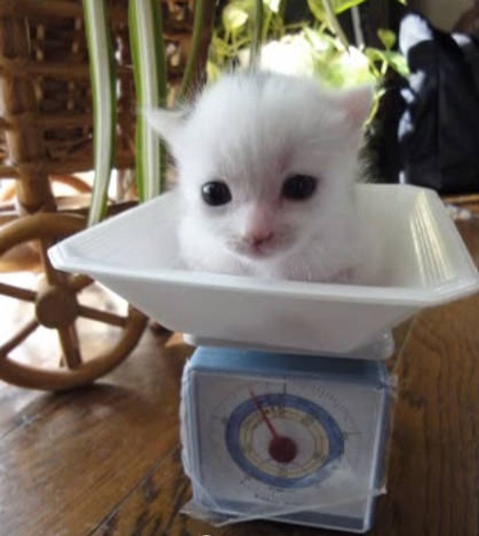 Little Cow Kitty's Rescue Journey from Baby to Cat - Love Meow