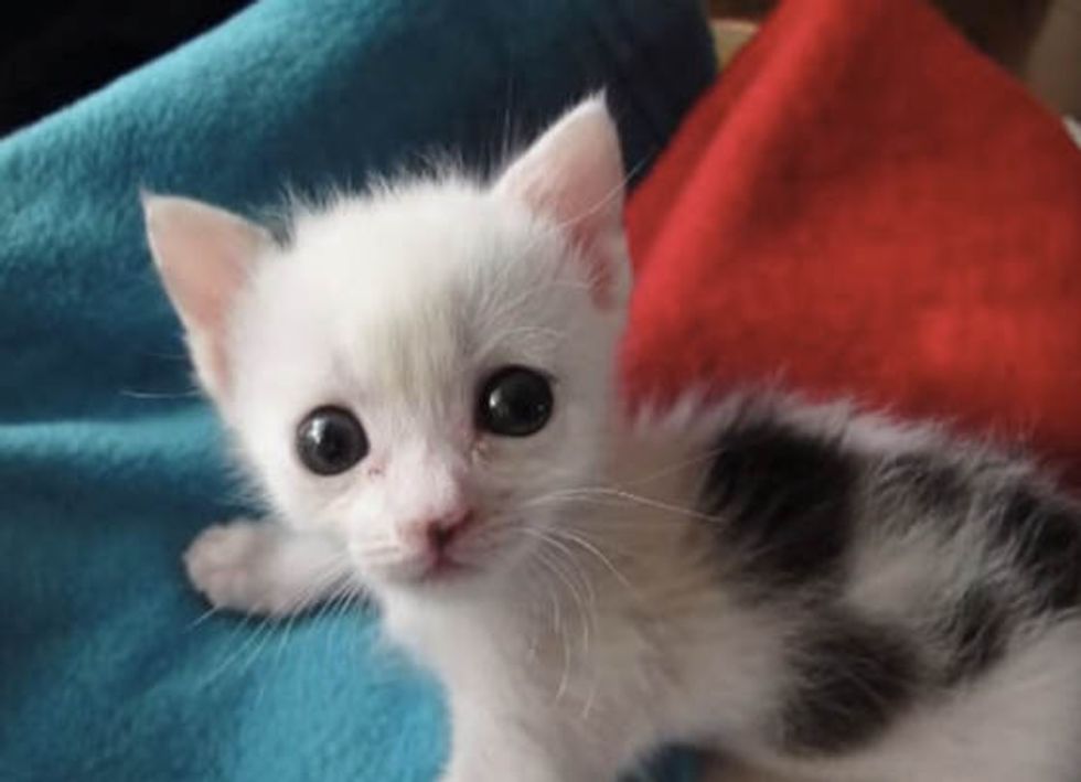 Little Cow Kitty's Rescue Journey from Baby to Cat - Love Meow