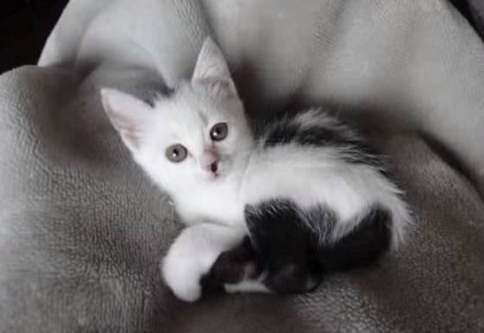 Little Cow Kitty's Rescue Journey from Baby to Cat - Love Meow