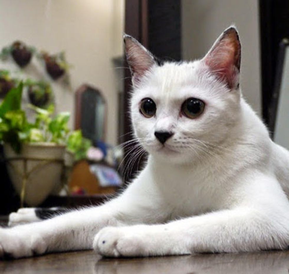 Little Cow Kitty's Rescue Journey from Baby to Cat - Love Meow