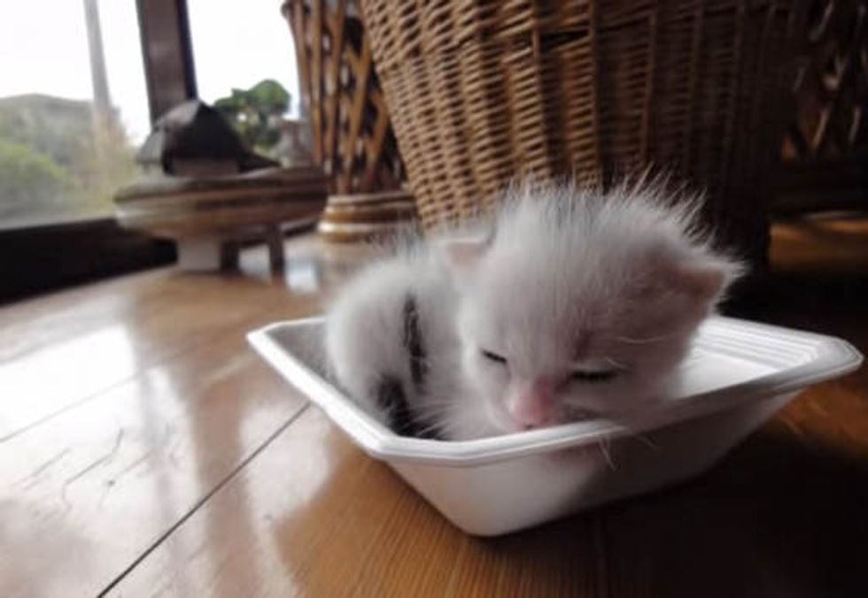 Little Cow Kitty's Rescue Journey from Baby to Cat - Love Meow