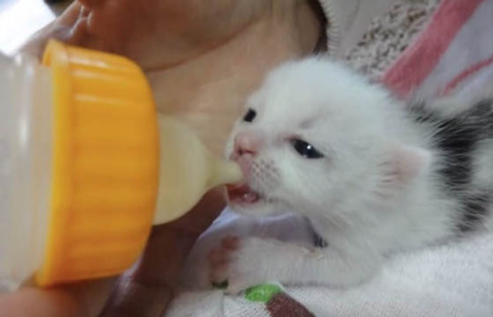 Little Cow Kitty's Rescue Journey from Baby to Cat - Love Meow