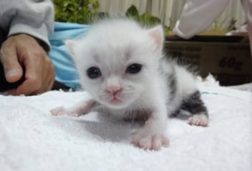 Little Cow Kitty's Rescue Journey from Baby to Cat - Love Meow