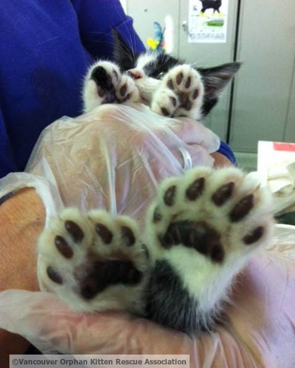 Toes the Cat with Big Mittens - Love Meow