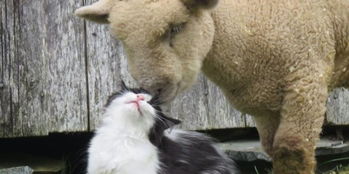 Cat Become Friends With Sheep - Love Meow