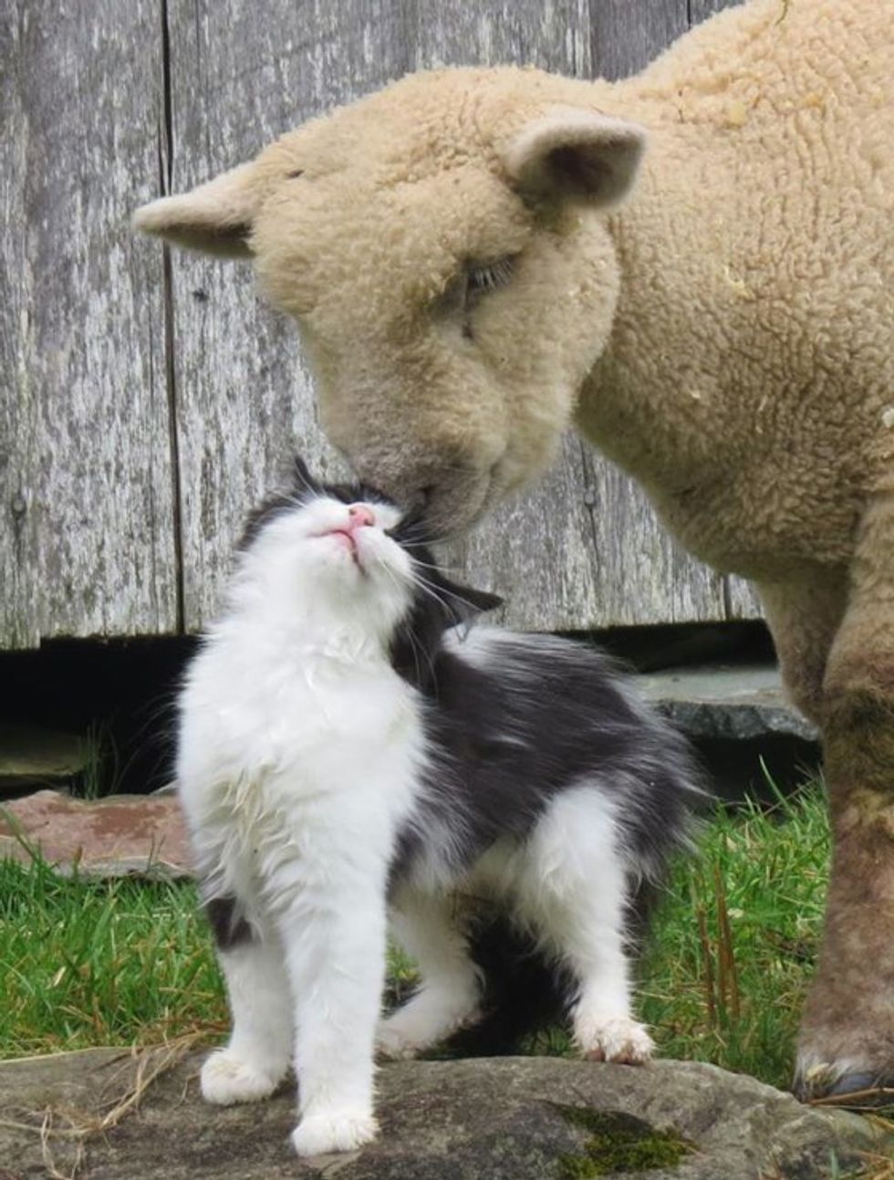 Cat Become Friends With Sheep - Love Meow