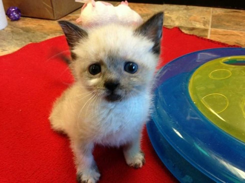Tanzy the Brave Paraplegic Cat, Then and Now - Love Meow