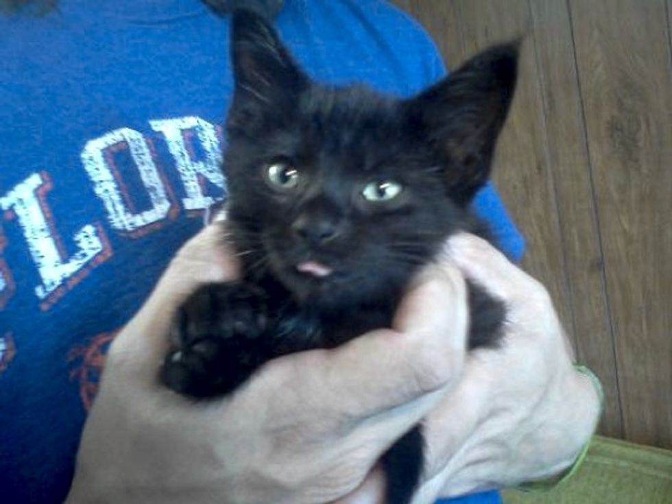 Draven The Inspiring Therapy Cat Changing Lives - Love Meow