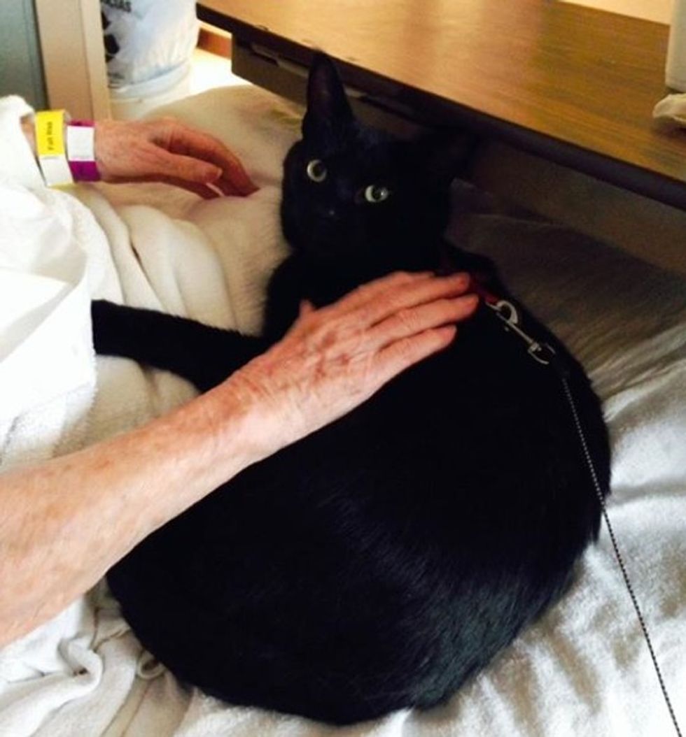 Draven The Inspiring Therapy Cat Changing Lives - Love Meow