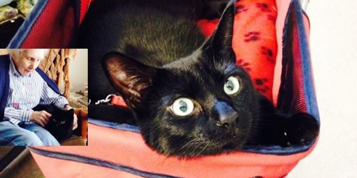 Draven The Inspiring Therapy Cat Changing Lives - Love Meow