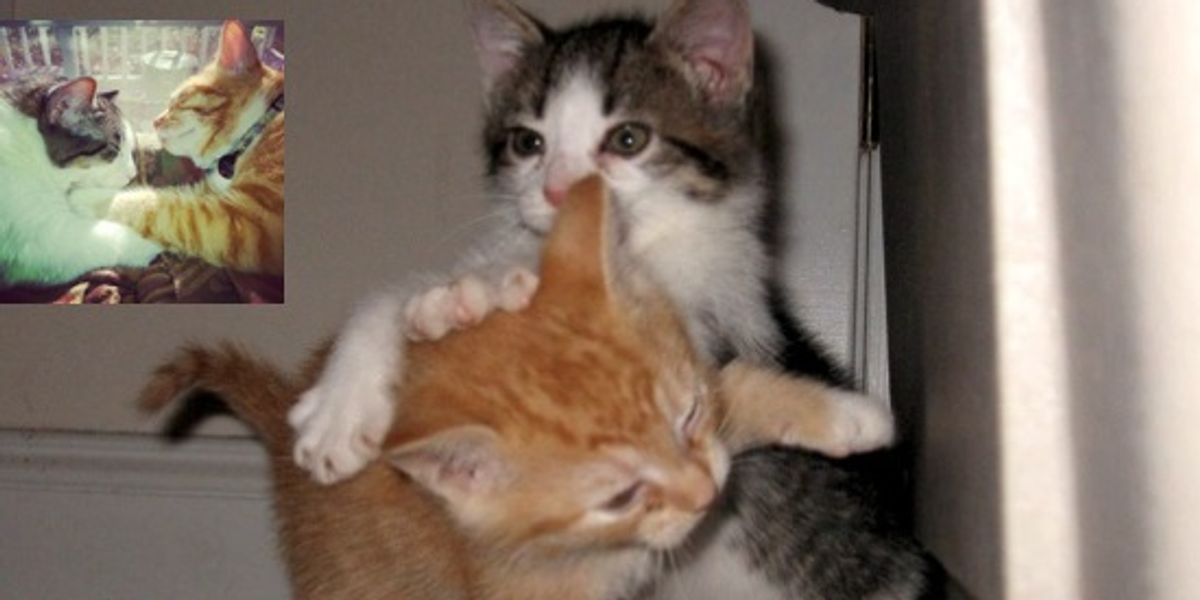 Went To Adopt One Kitten, Came Home With Two - Love Meow
