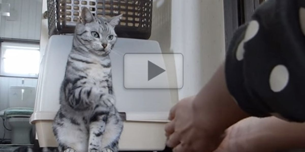 Cat Exercises With Human - Love Meow