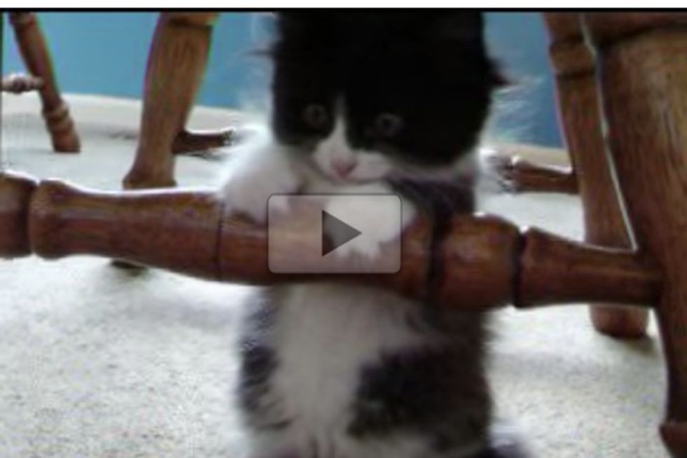 Kitten Falling Asleep - Love Meow