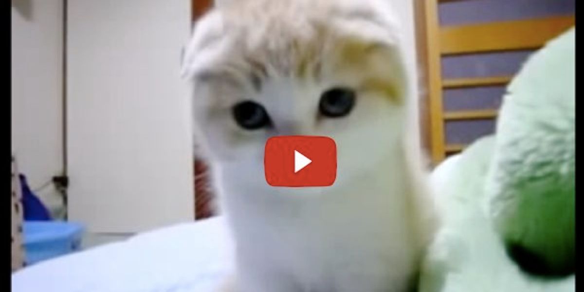 Little Purring Kitten - Love Meow