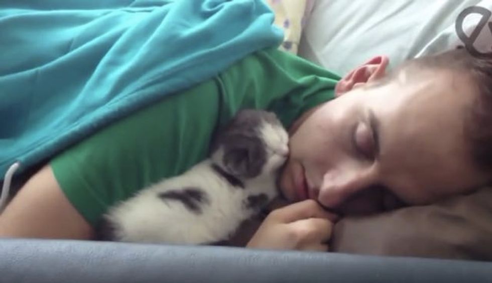 Kitten Sleeping With Dad - Love Meow