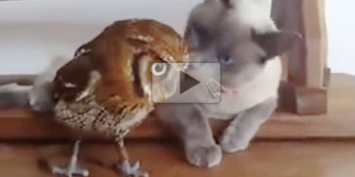 This Cat And Owl Are Best Friends - Love Meow
