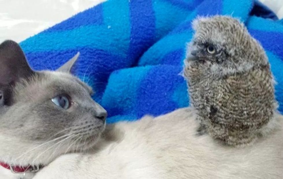 This Cat And Owl Are Best Friends - Love Meow